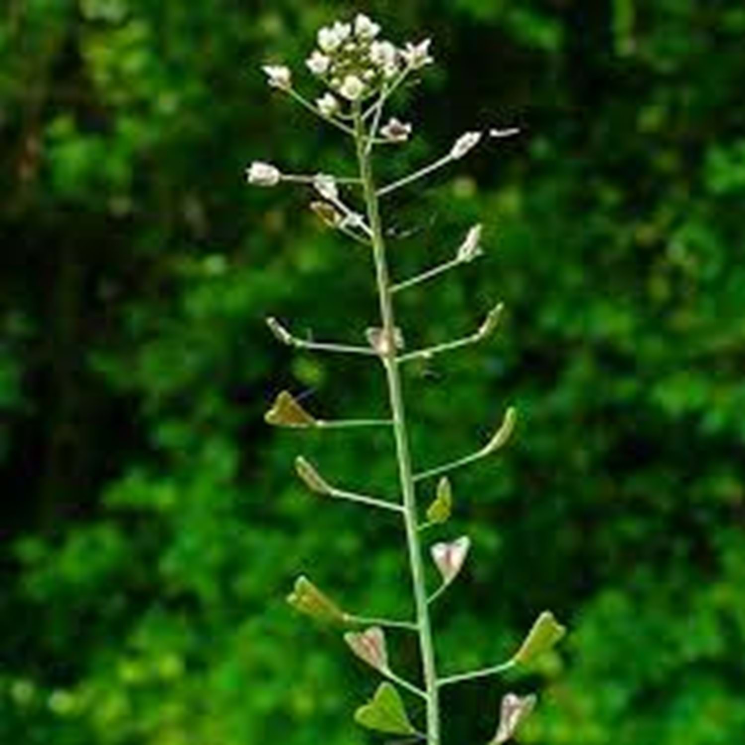 Çoban Çantası - Dr. Lamia His